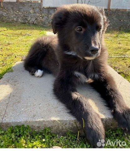 Милая девочка ищет дом