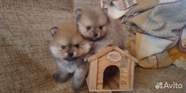 Апельсинка и Мандарин