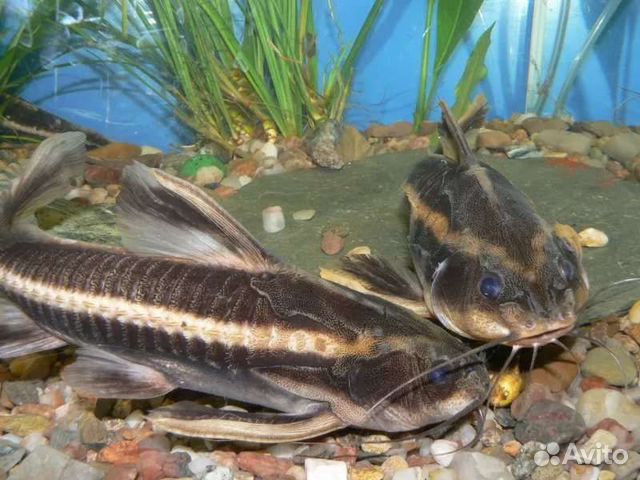 Сом платидорас большой в хорошие руки