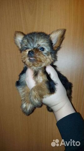 Йоркширский терьер мини беби фейс