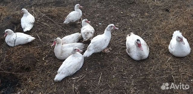 Индо утки шесть месяцев 10 штук за все 3 тысячи