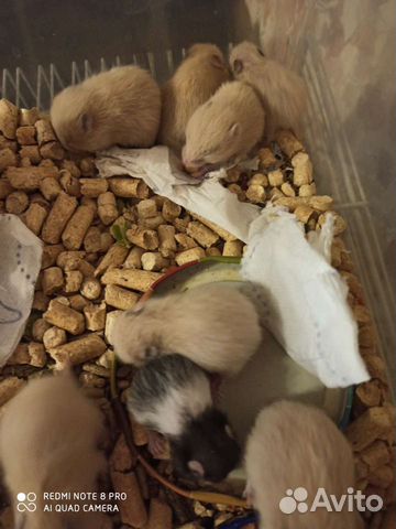 Сирийские хомячата