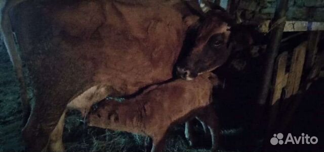 Телёнок тёлочка