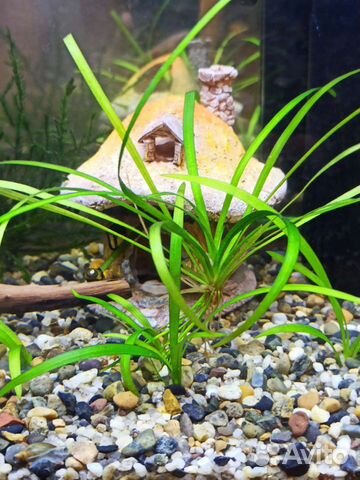 Аквариумные растения