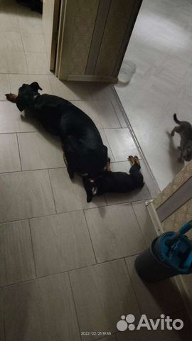 Собаки щенки добермана