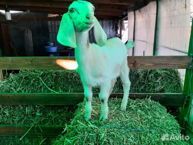 Продам козлят