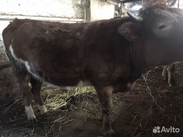 Телка телочка