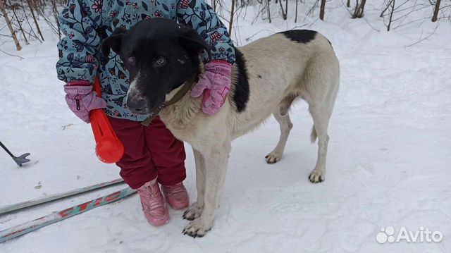 Собака в добрые руки