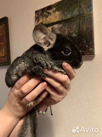 Шиншилла с клеткой