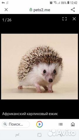 Ёжик африканский карликовый