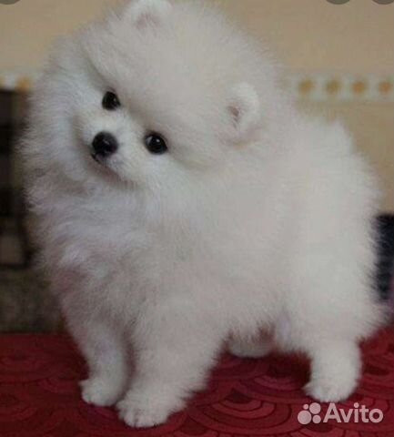 Белоснежное облачко померанский шпиц