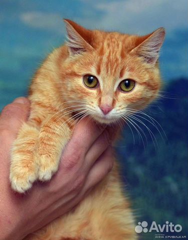 Крымское Солнышко из Артека