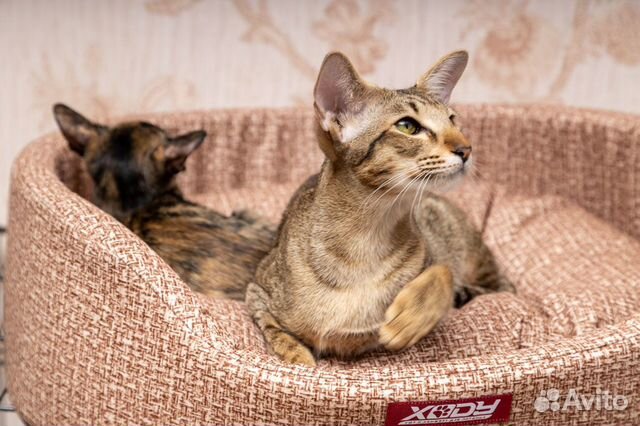 Ориентальные кошки из Саранска