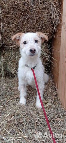 Ромашка ищет дом