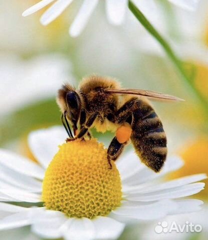 Продам зимовалых пчел