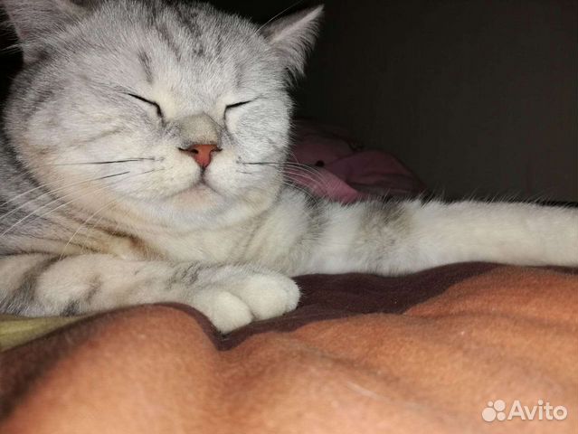 Британская кошка в добрые руки