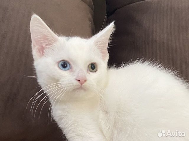 Разноглазая кошечка као мани