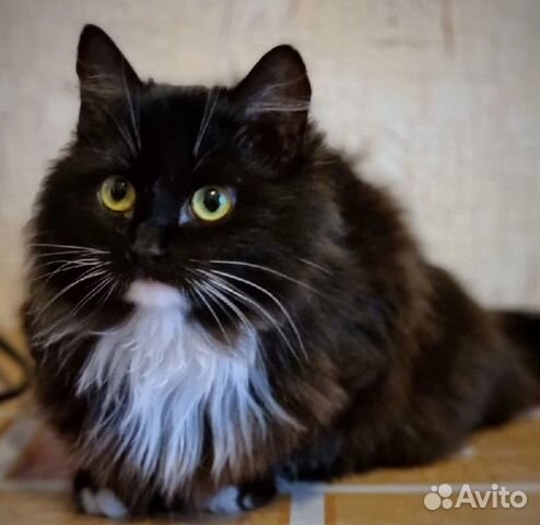 Черно-белое счастье ищет дом