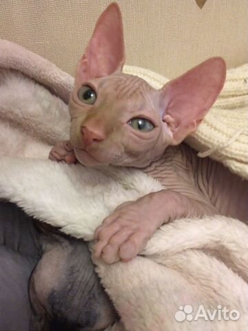 Канадский сфинкс котенок