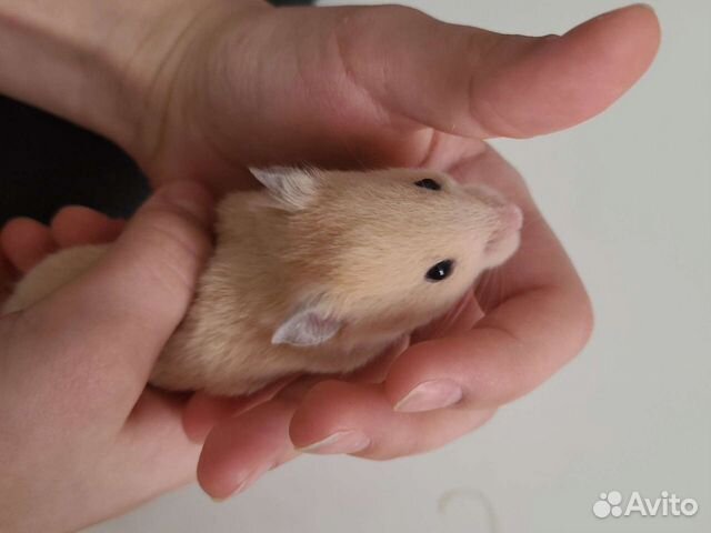 Сирийский хомяк