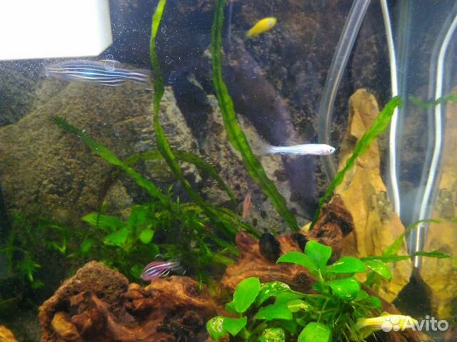 Данио бесплатно