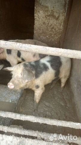 Хряк на племя ландрас пятый месяц 12 т