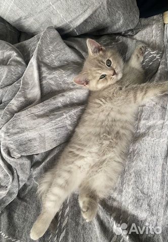 Британский котенок девочка окрас табби