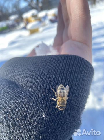 Пчелосемьи бакфаст