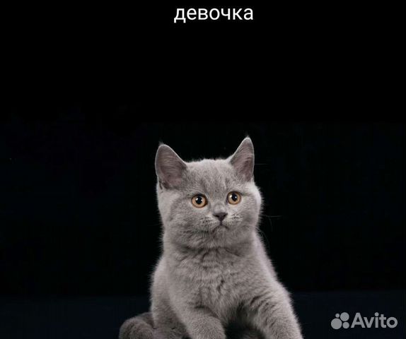Британская