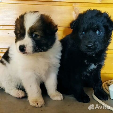 Щеночки в добрые руки