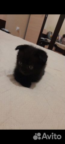 Вислоухие котята
