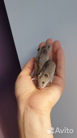 Хомяки китайские