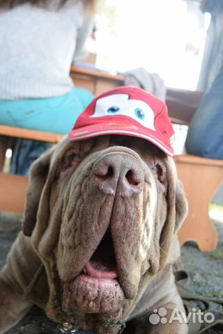 Девочка неаполитанского мастифа(мастино)