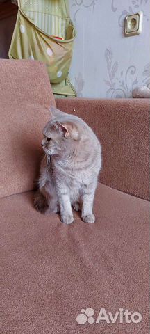 Кошка в хорошие руки