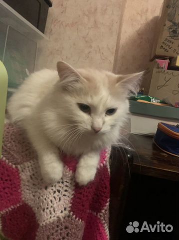 Кошка