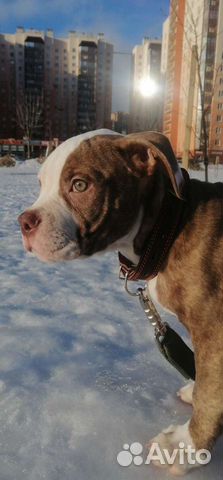 Американский бульдог