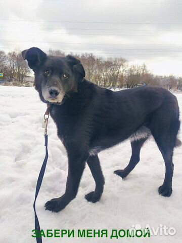 Собака в добрые руки