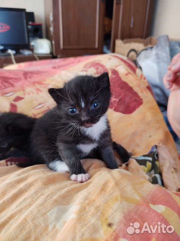 Котята 2 милых мальчика