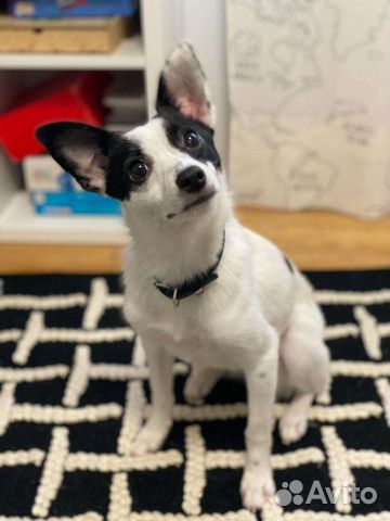 Любопытное нечто, 8 кг ищет дом