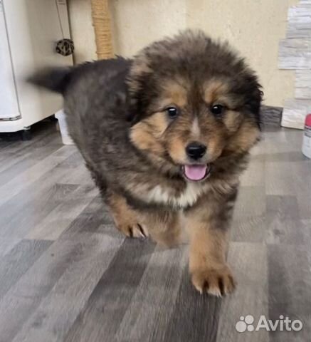 Ронда (метис мастифа)