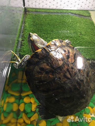 Краснокхая черепаха