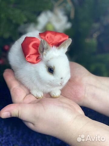 Кролики самые красивые Царские