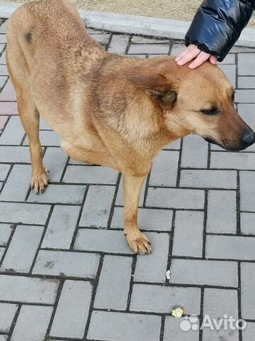 Добрая собачка- трёхлапка ищет дом