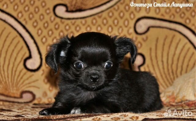 Девочки чихуахуа д.ш