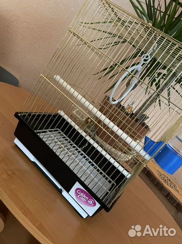 Продам двух щеглов