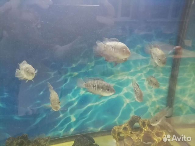 Рыба цихлазомы восьмиполосые