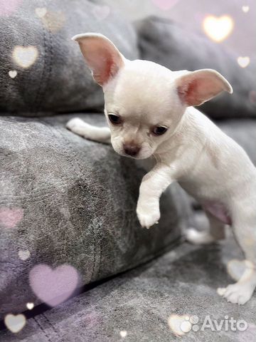 Чихуахуа голубоглазая блондинка
