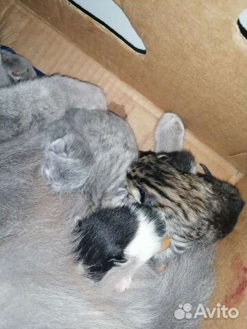 Кошка в дар