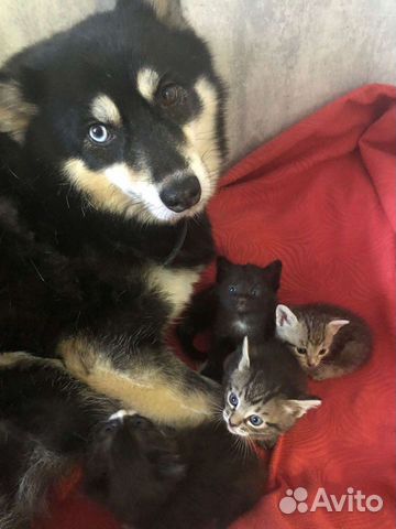 Котята в добрые руки