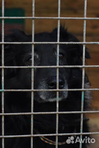 Собака Фред в добрые руки